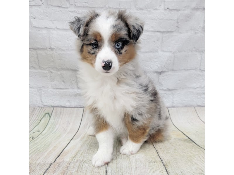 Blue Merle Miniature Australian Shepherd Puppy
