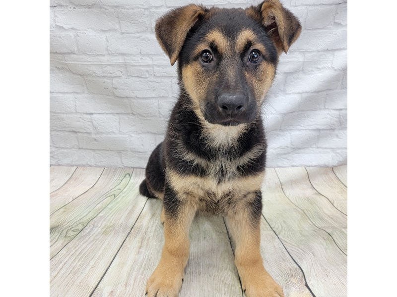 Tan German Shepherd Lab Mix Puppy