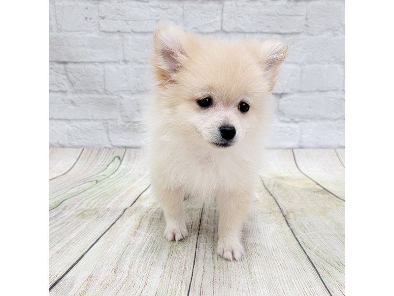 Pomeranian Cream