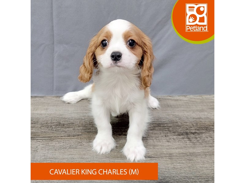 Petland Gallipolis, Ohio Pet Store - Premium Pets, Puppies & Supplies