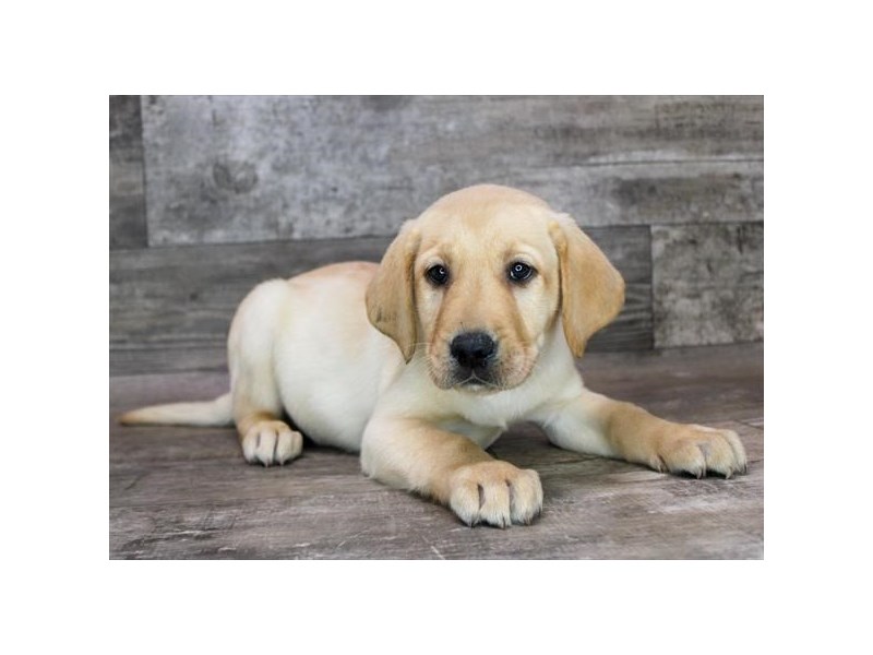 Male Yellow Labrador Retriever